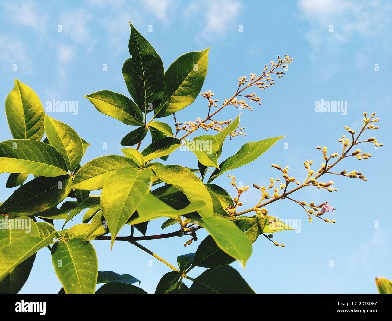 Ternate leaves hi-res stock photography and images - Alamy