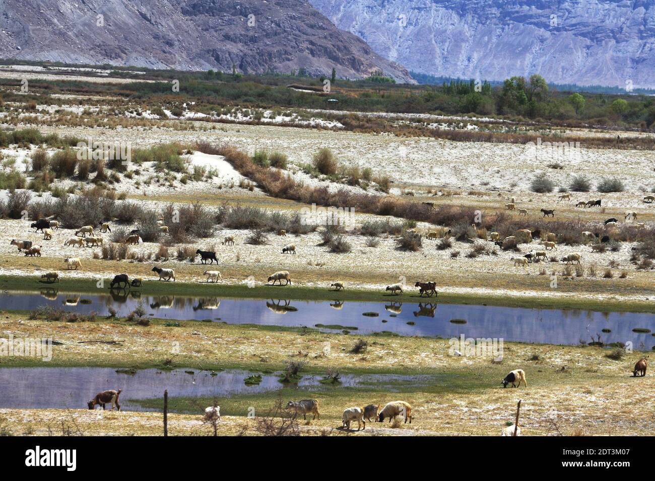 Himalayan cattle hi-res stock photography and images - Alamy