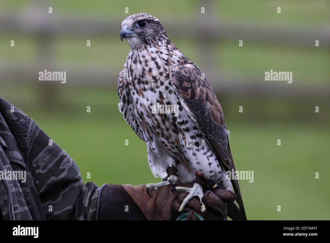 Gyr Falcon with handler Stock Photo - Alamy