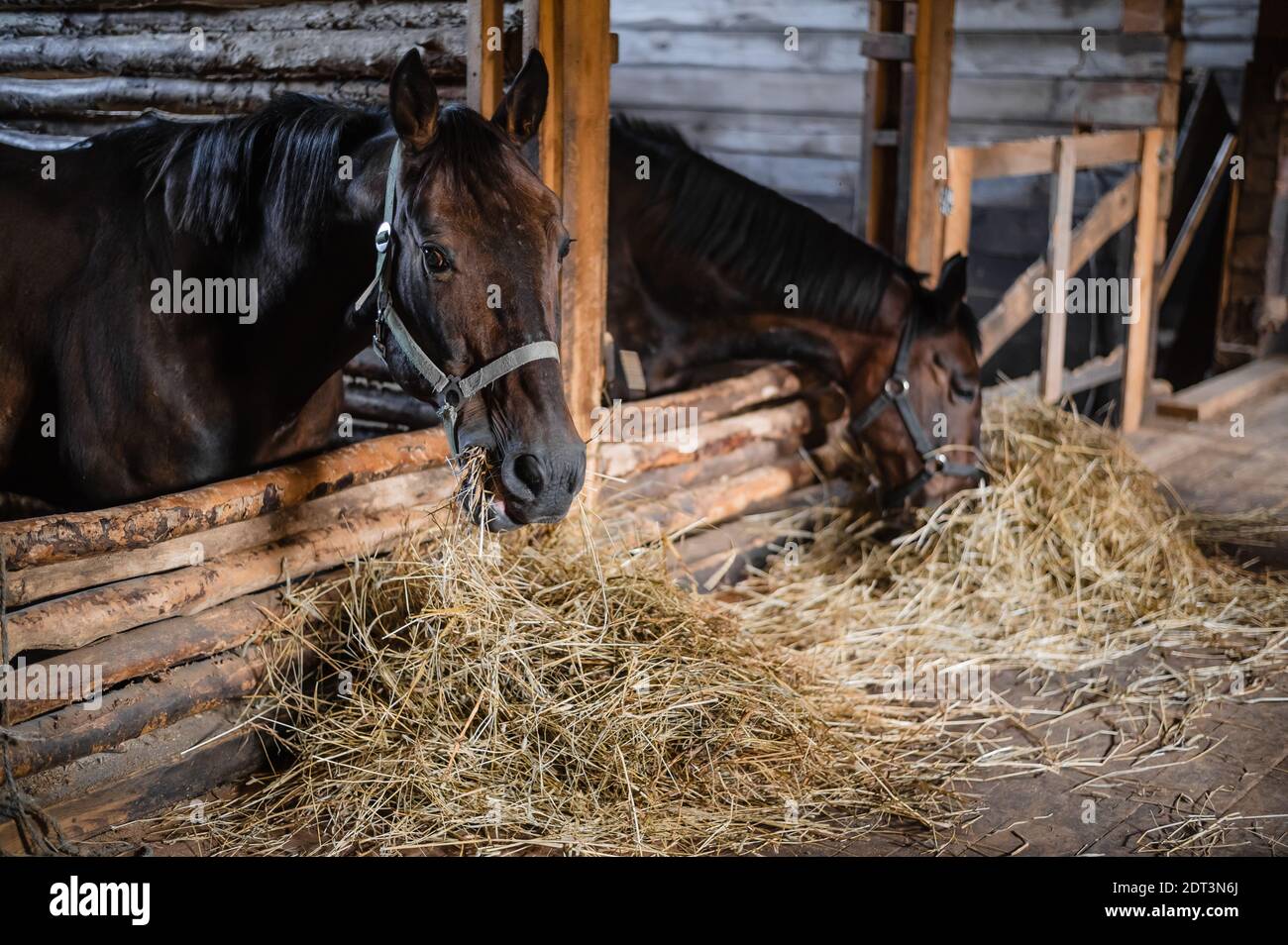 Lunch in a wooden stable, two horses eating hay from their stalls Stock ...