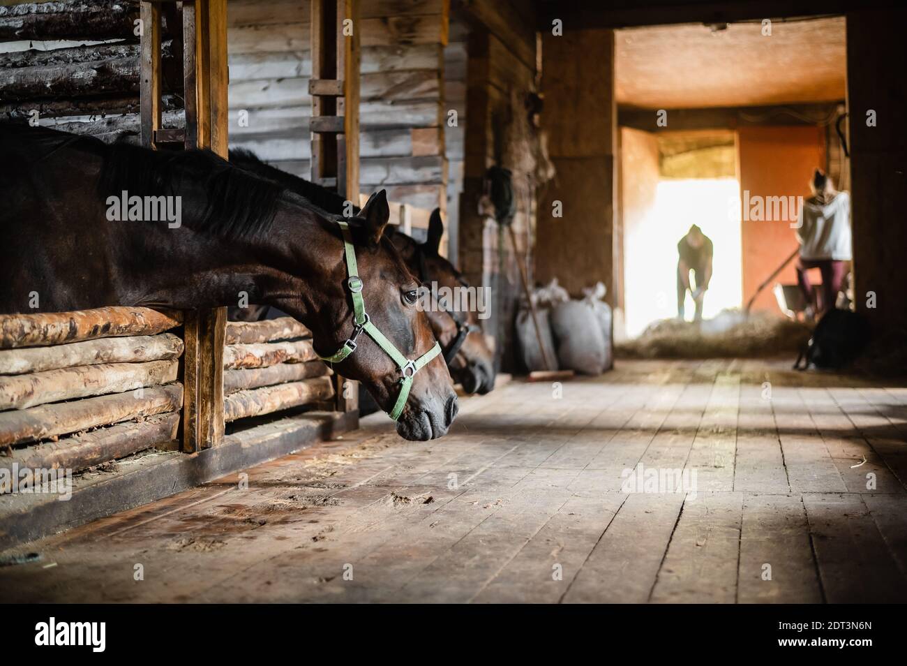 In the wooden stable, the horses stand in their stalls and wait to be ...
