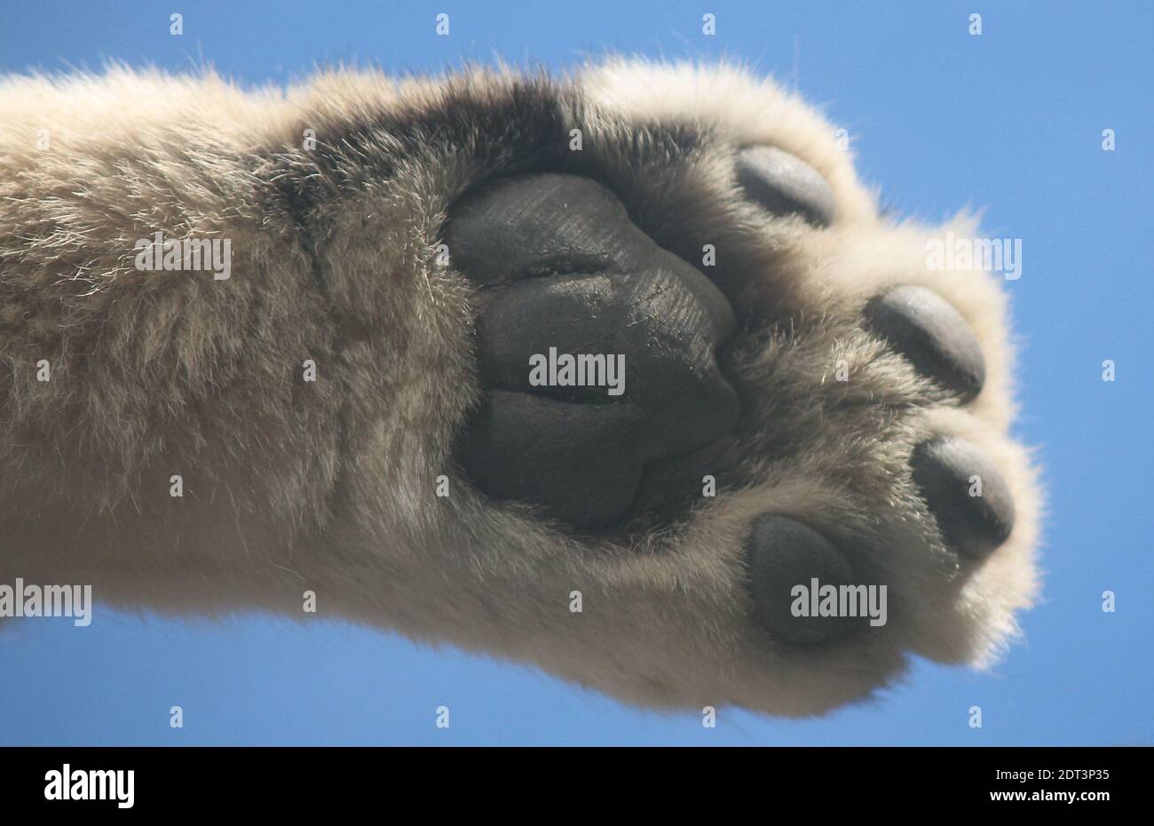 Snow Leopard Paw High Resolution Stock Photography and Images - Alamy