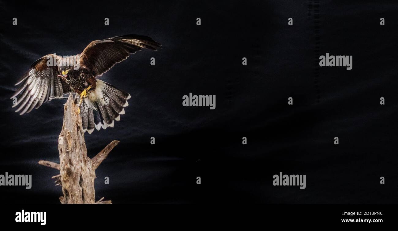 Portrait of a ferruginous hawk bird with food in beak landing on tree ...