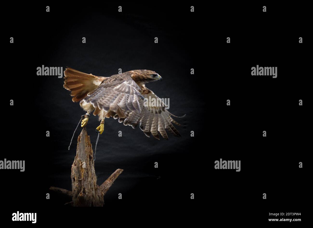 Ferruginous hawk bird taking off from the broken tree trunk against ...