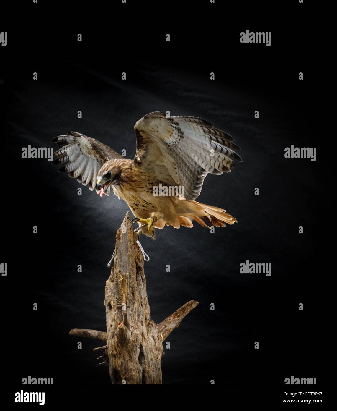 Ferruginous hawk bird carrying food in beak perched on tree trunk with ...