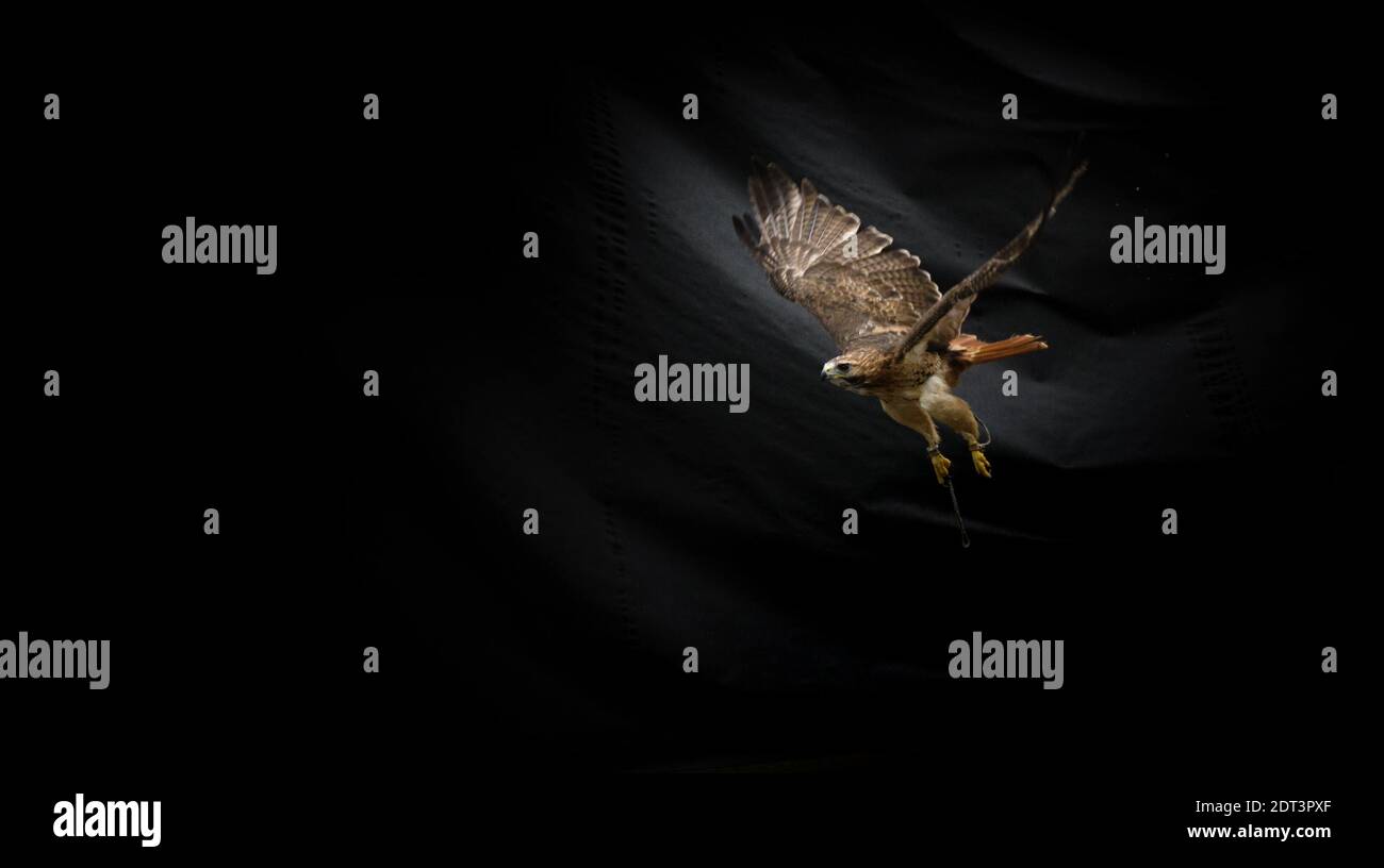 Flying ferruginous hawk bird against black background Stock Photo - Alamy