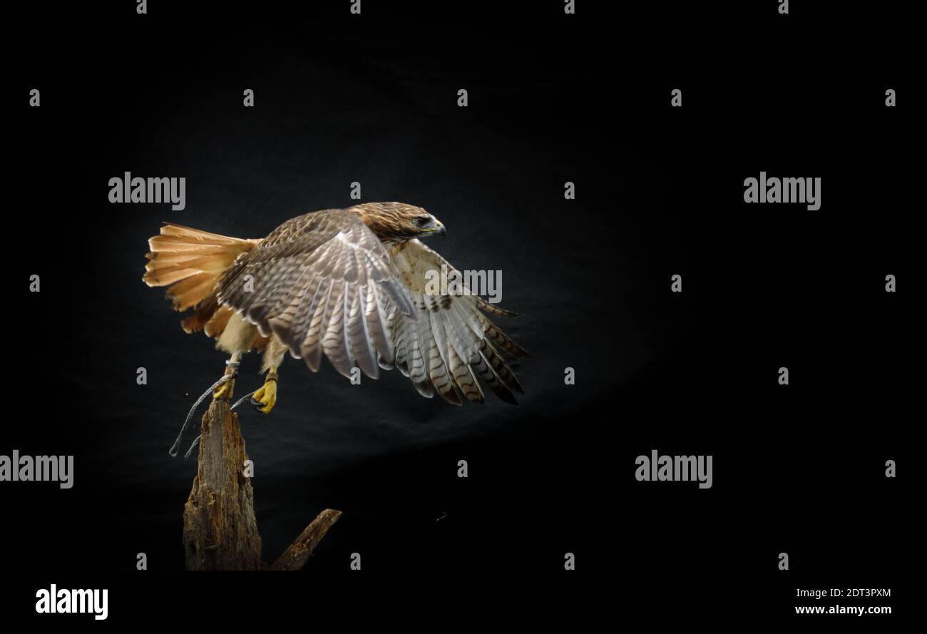 Side view of a ferruginous hawk bird flying away from tree trunk ...