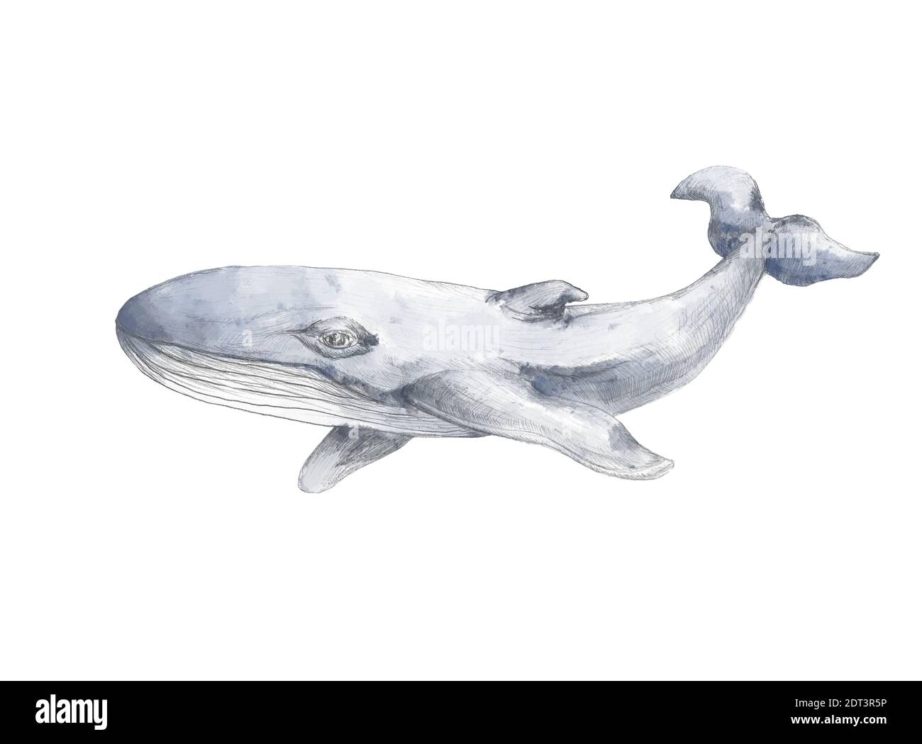 Magnanakaw Clipart Fish