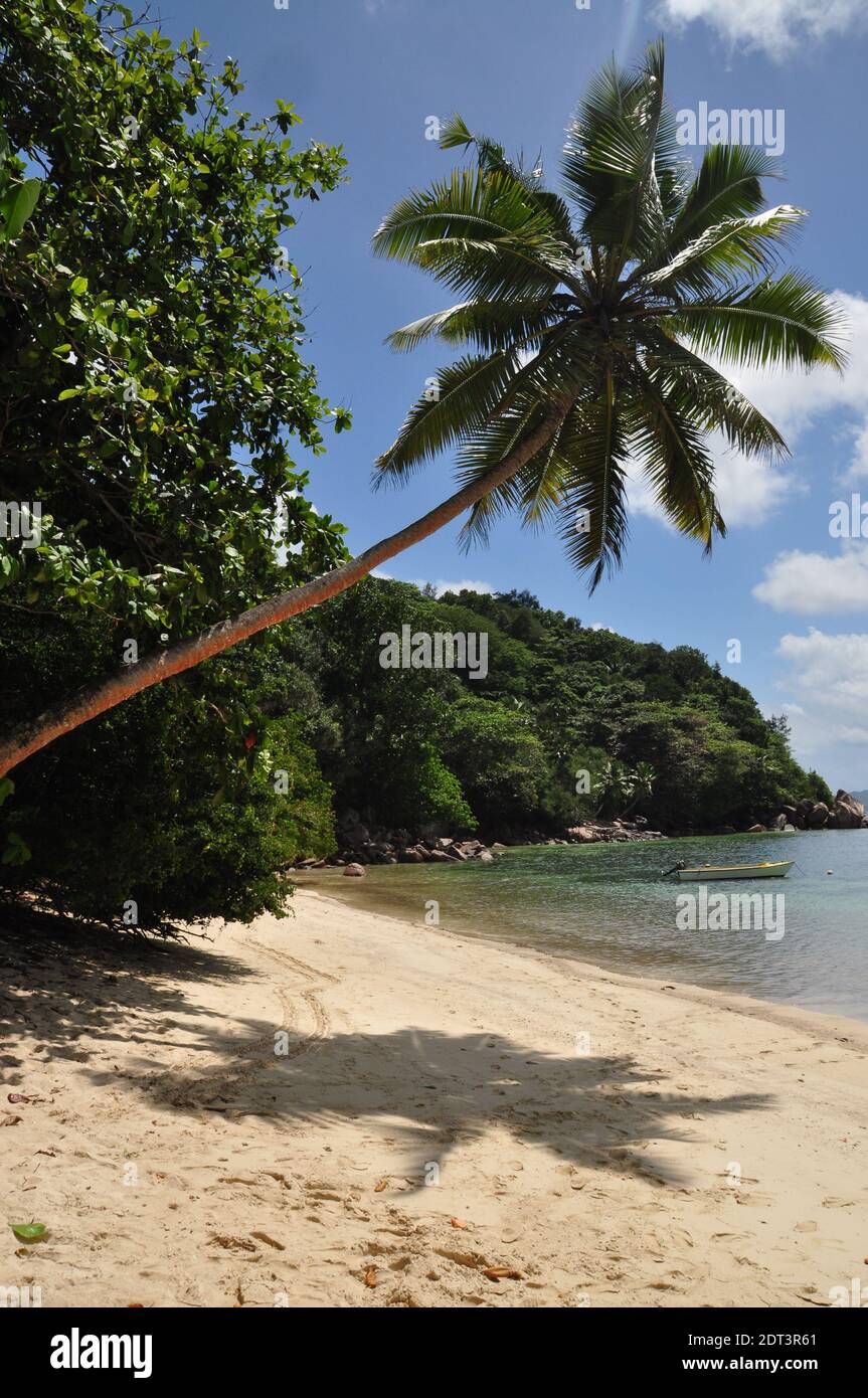 Exotic beach with palm trees in praslin island, seychelles Stock Photo ...