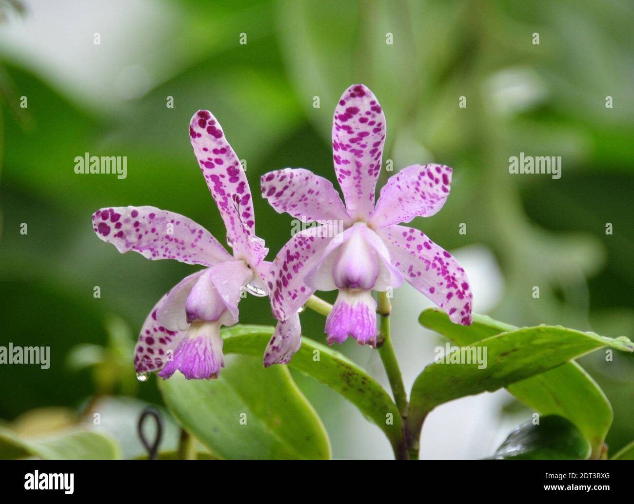 Petal twin flower hi-res stock photography and images - Alamy