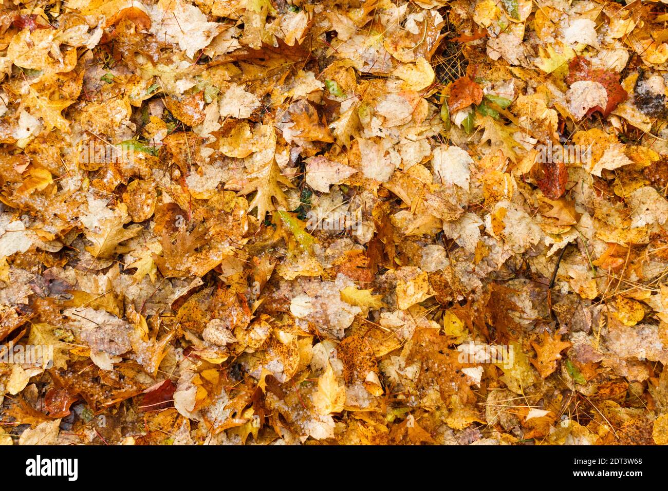 Full frame view of bright yellow Color autumn leaves Stock Photo - Alamy