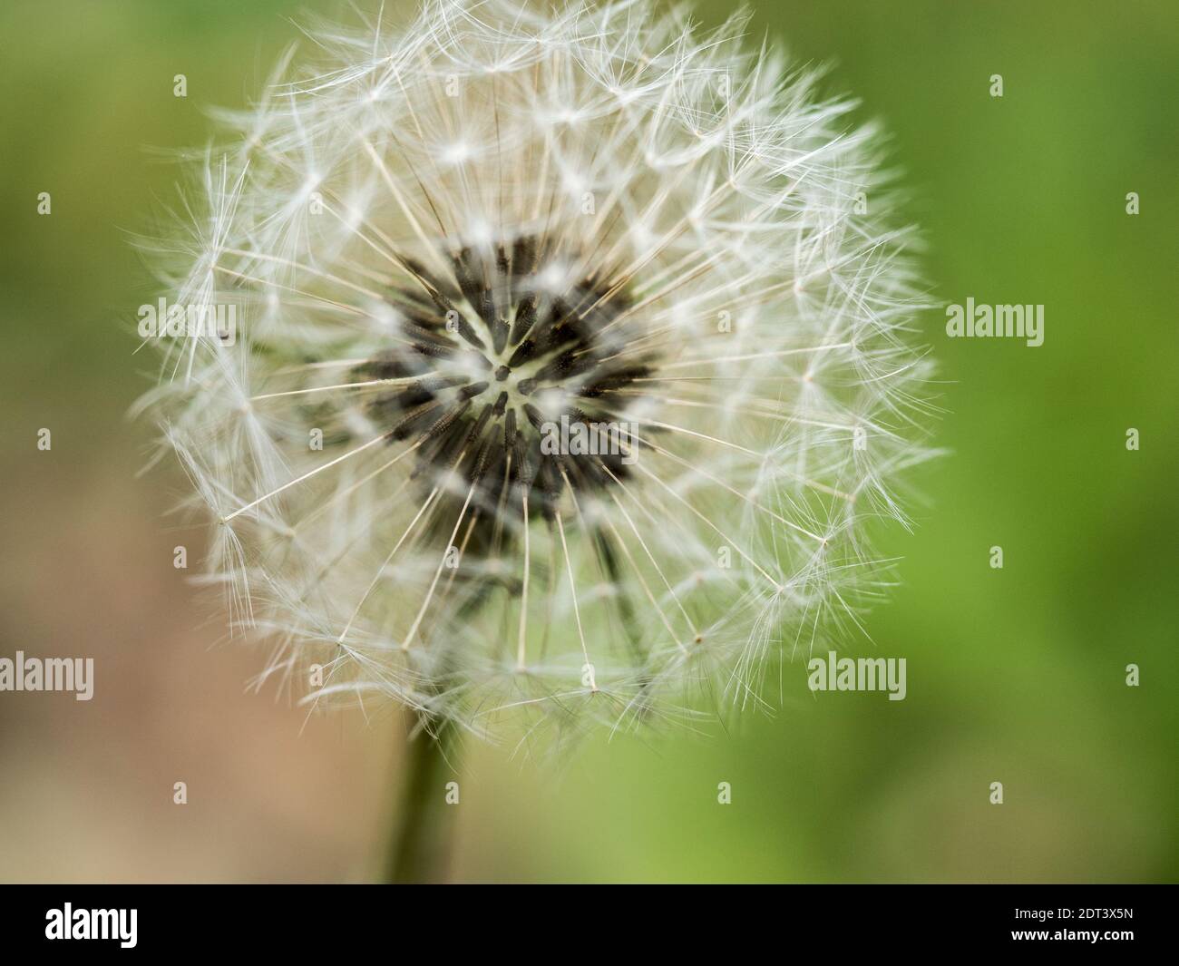Puffball flower hi-res stock photography and images - Alamy