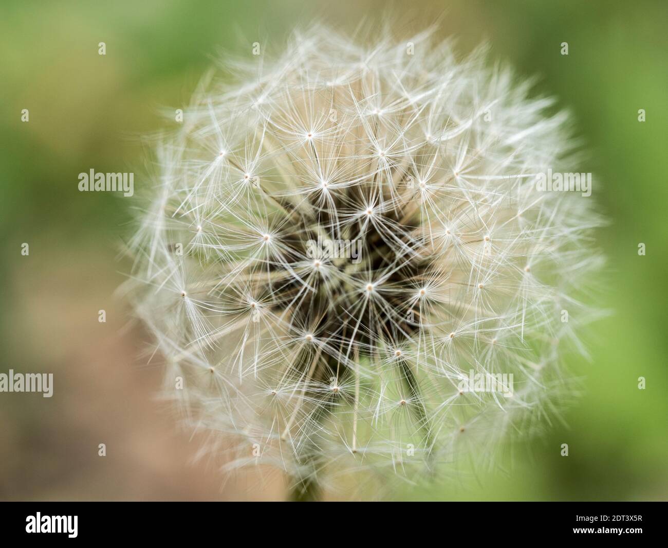 Dandelion herbal medicine hi-res stock photography and images - Alamy