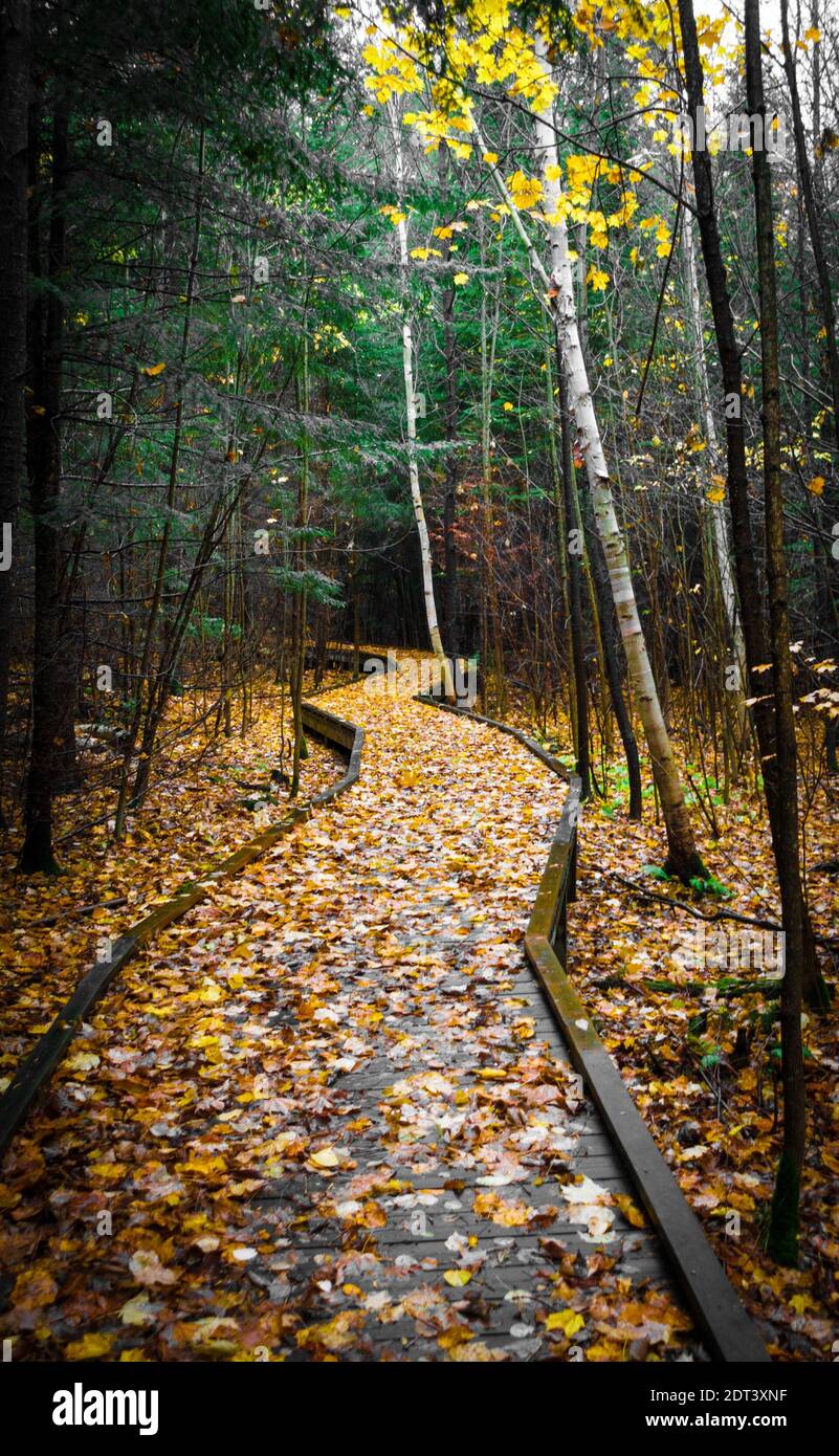 Leaves on path hi-res stock photography and images - Alamy
