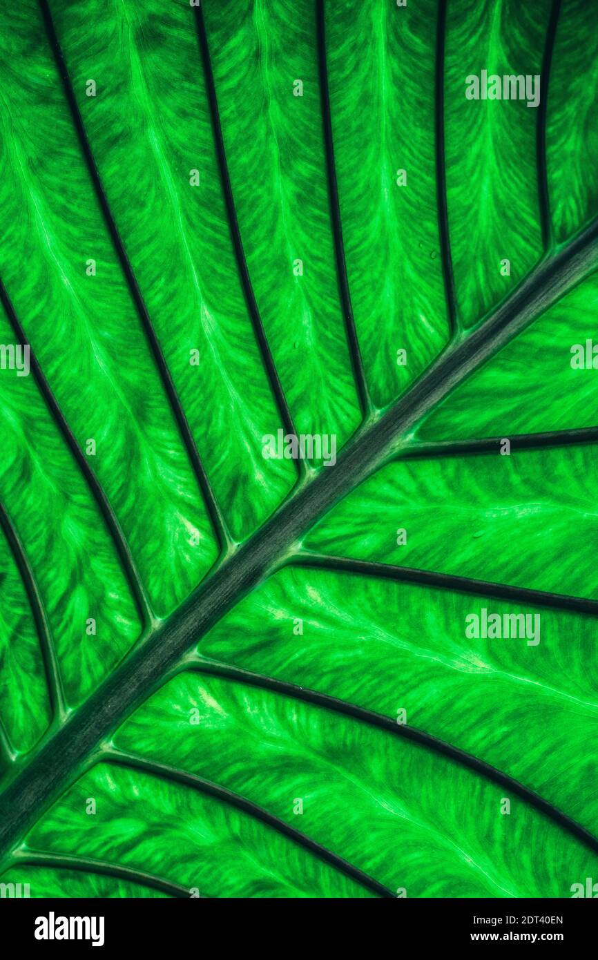 Striped feather leaves hi-res stock photography and images - Alamy