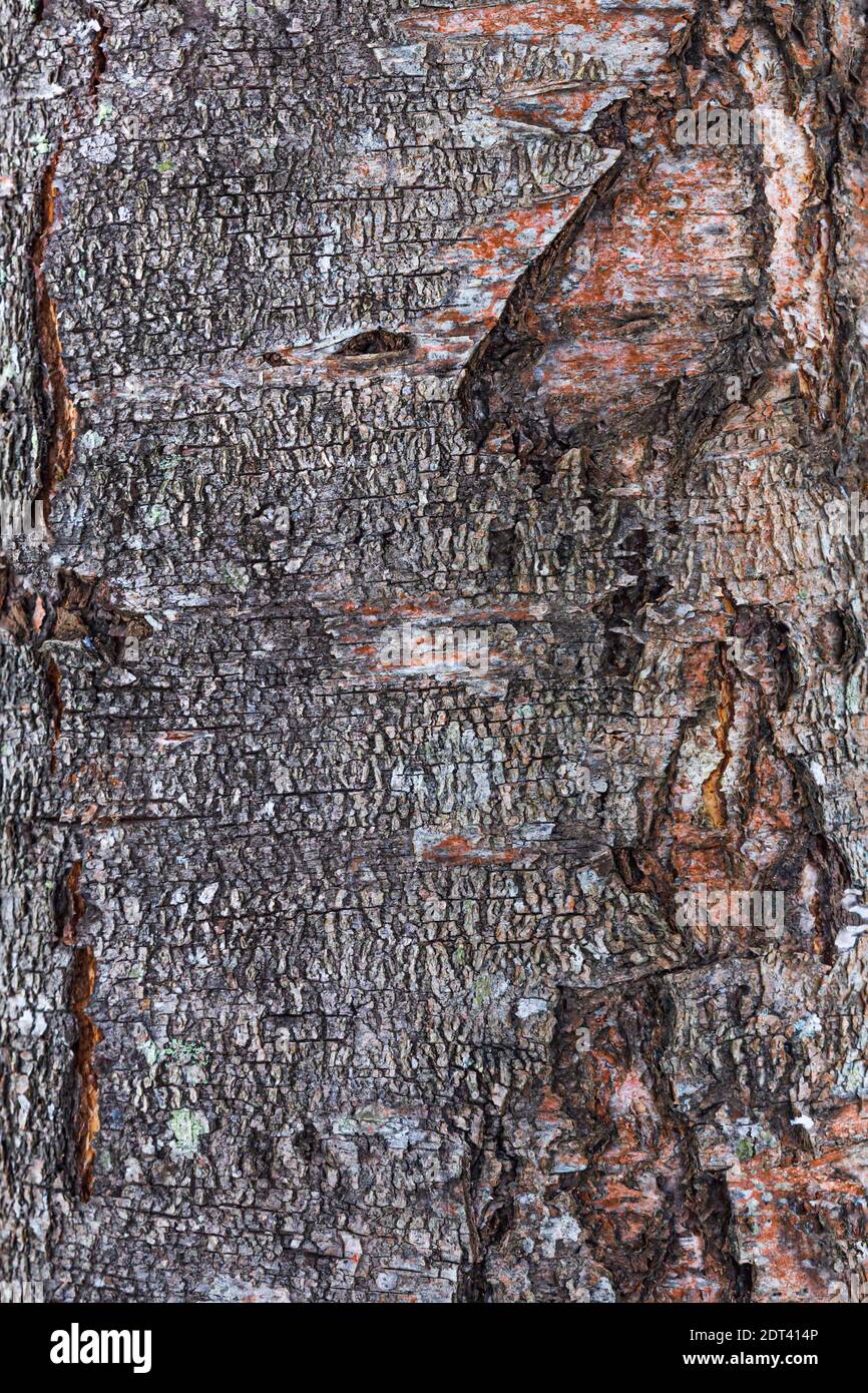 Rough bark of a tree trunk closeup. Vertical natural background, wood ...
