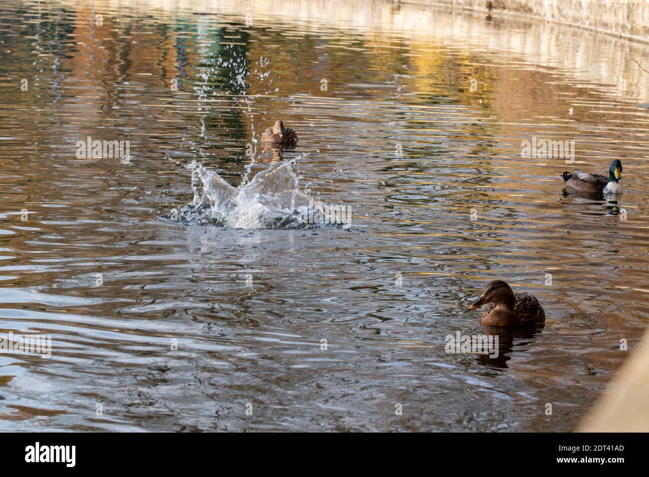 Mallard ducks watchful hi-res stock photography and images - Alamy