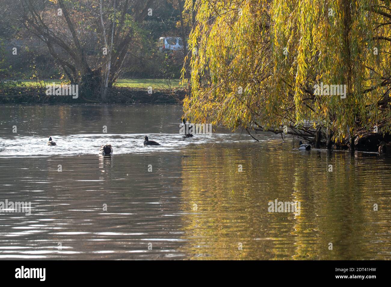 Mallard ducks watchful hi-res stock photography and images - Alamy