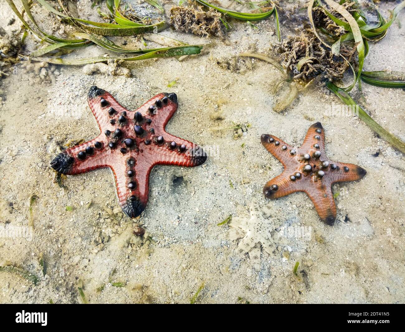 Stingray and starfish underwater hi-res stock photography and images ...