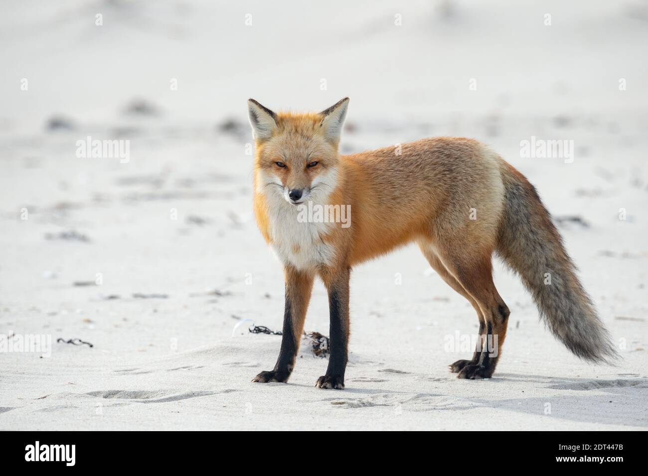 Red fox in New Jersey Stock Photo - Alamy
