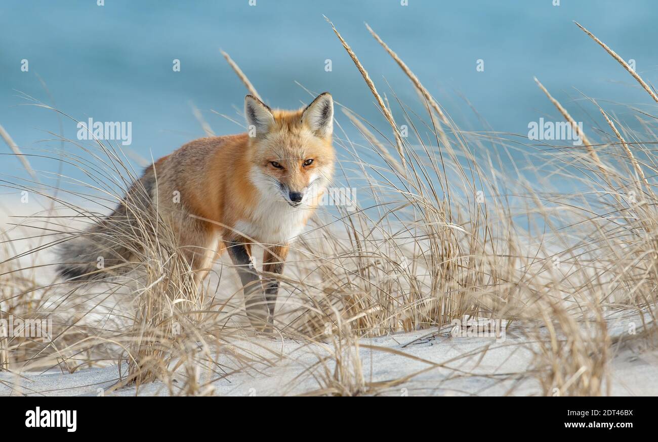 Red fox in New Jersey Stock Photo - Alamy