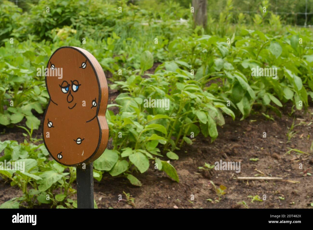 An organic potato patch is almost ready for harvesting Stock Photo - Alamy