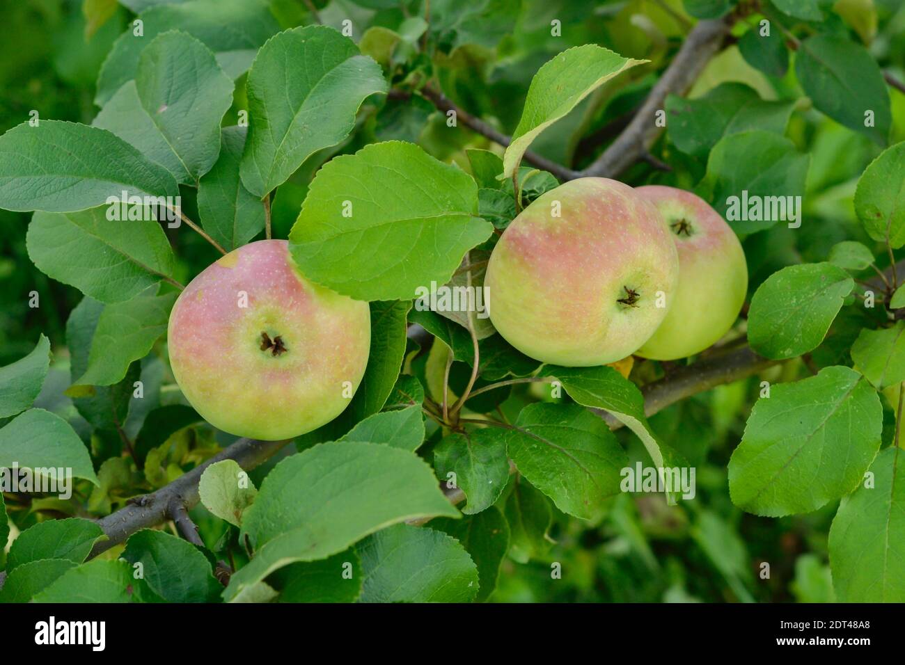 The organic apples have been growing nicely all season and are now ...