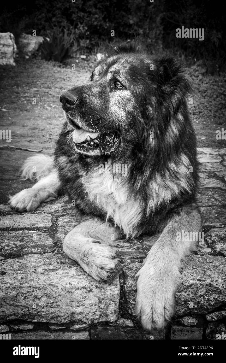 Front view of a dog sitting down looking away Stock Photo - Alamy