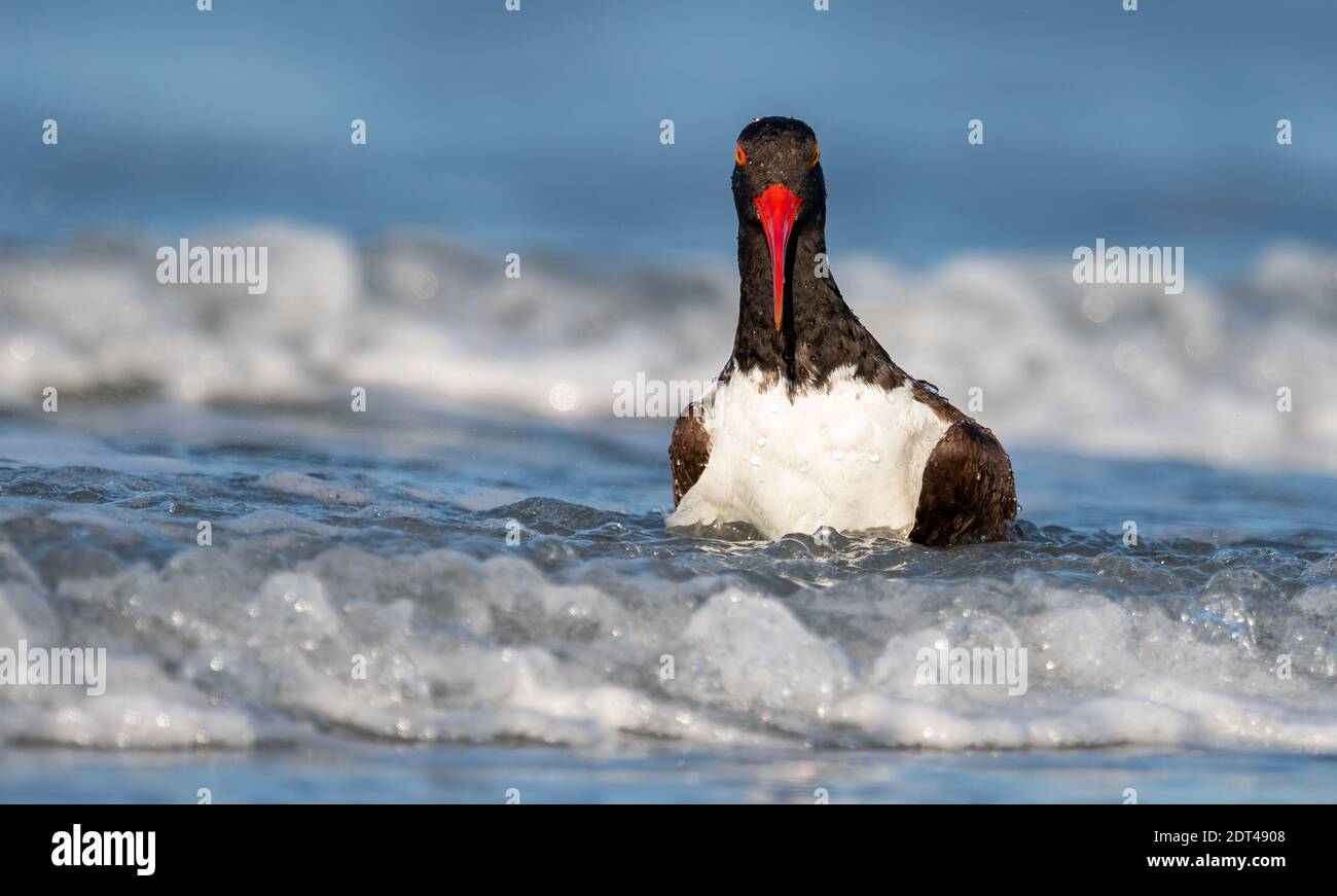 A shorebird on the beach in Florida Stock Photo - Alamy