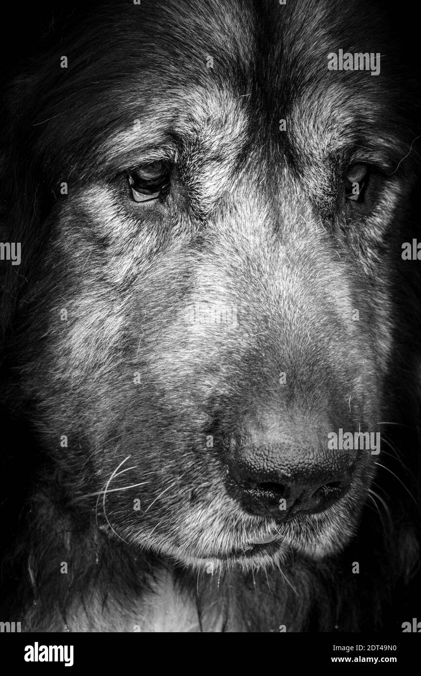 Sad dogs hi-res stock photography and images - Alamy