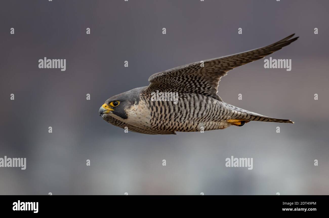Peregrine Falcon Portrait Stock Photo - Alamy