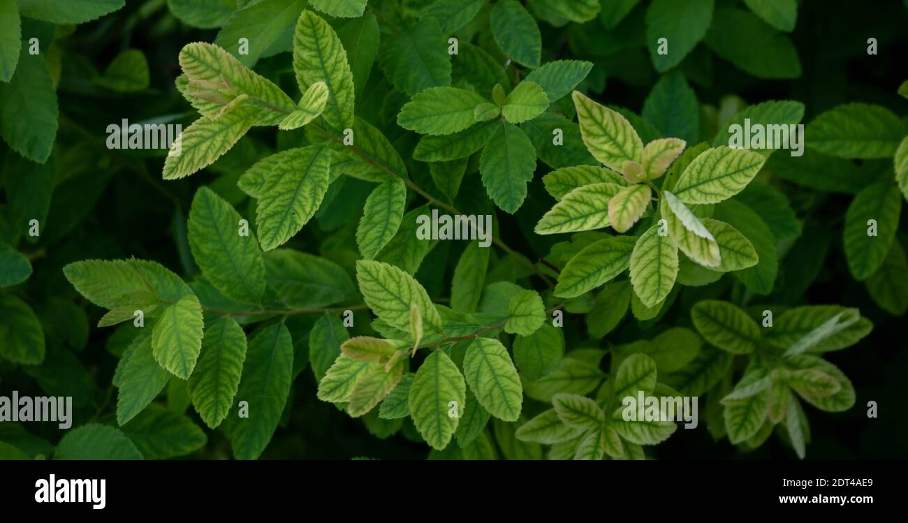 Fresh light green leaves of the shrub Stock Photo - Alamy