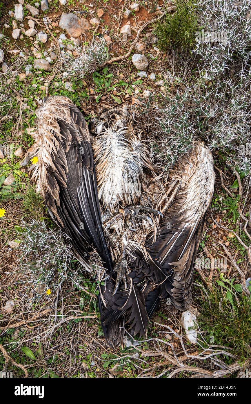 No bone flowers hi-res stock photography and images - Alamy