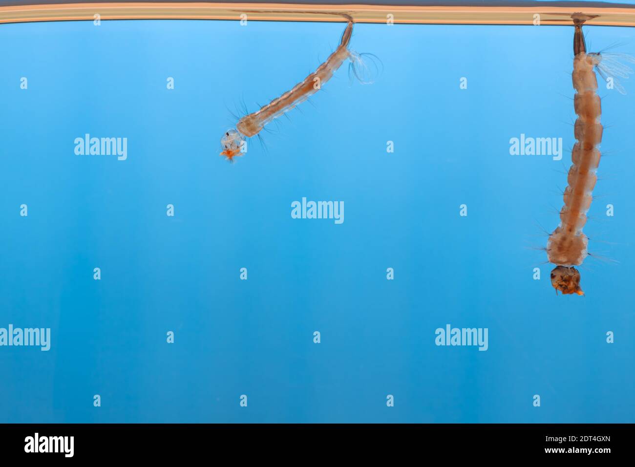 Mosquito larvae in the water - small animal that causes tropical ...