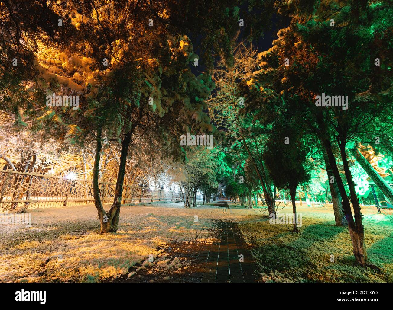 creative illuminated urban alley with thuya trees at winter night Stock ...