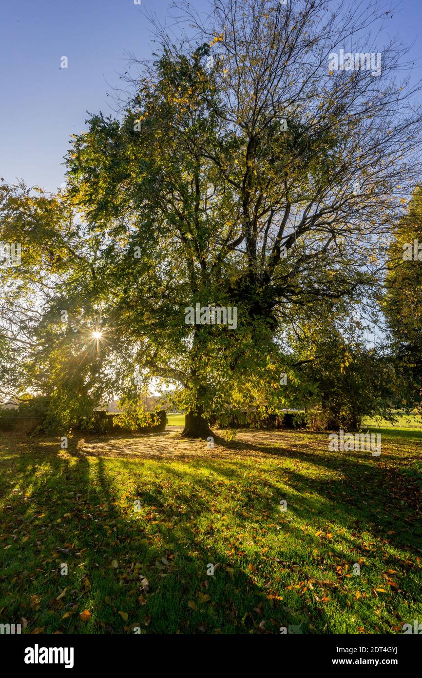 Setting sun shining through mature trees Stock Photo - Alamy