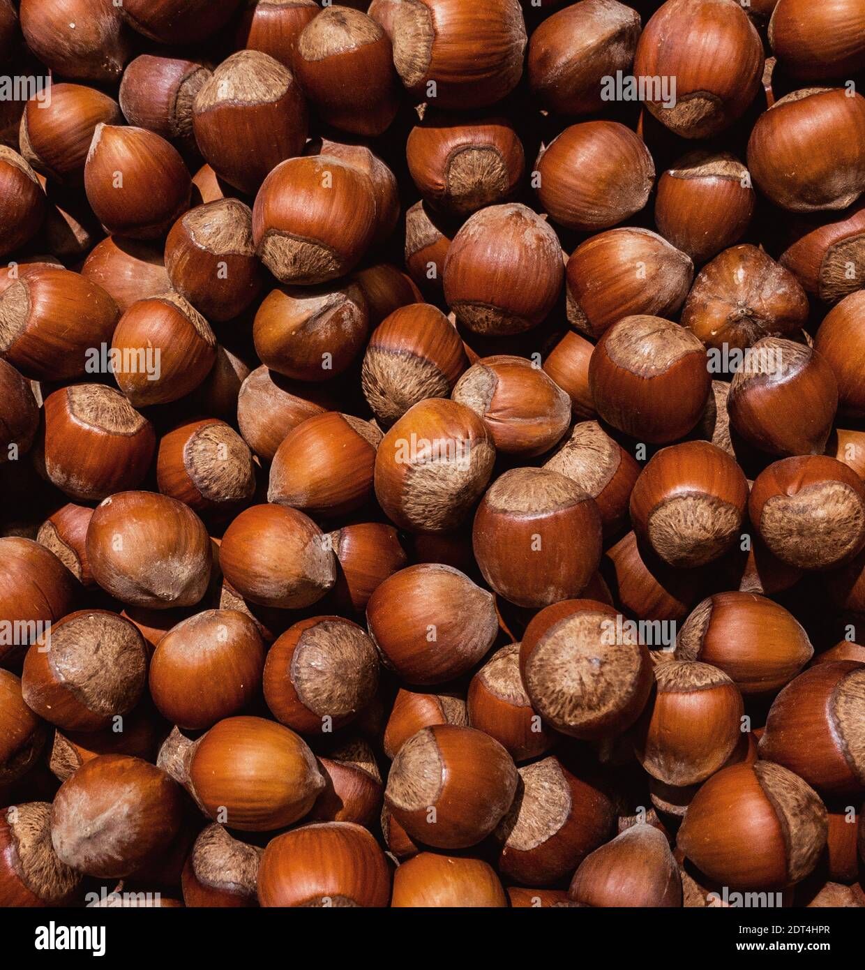 Hazelnut production hi-res stock photography and images - Alamy