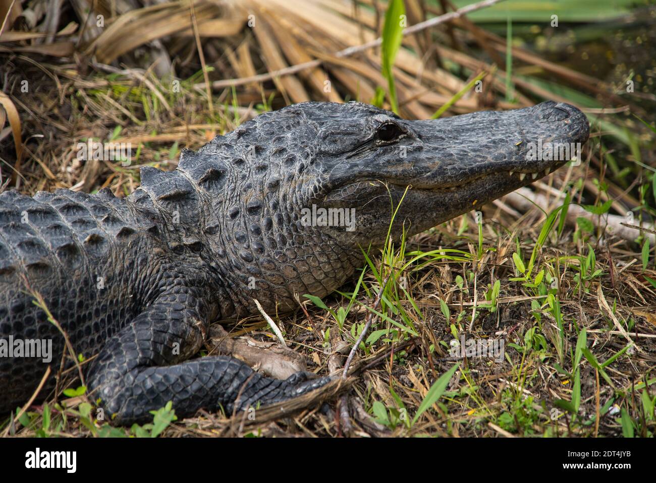 Alligator animal profile view hi-res stock photography and images - Alamy