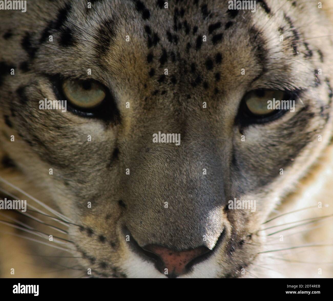 Cheetah cub tongue hi-res stock photography and images - Alamy