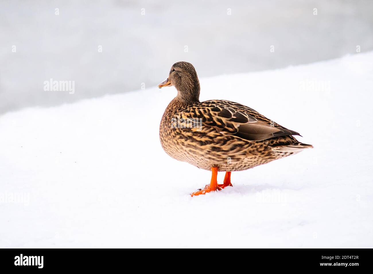 Wild brown duck in winter. Hunting for mallards. Bird watching Stock ...