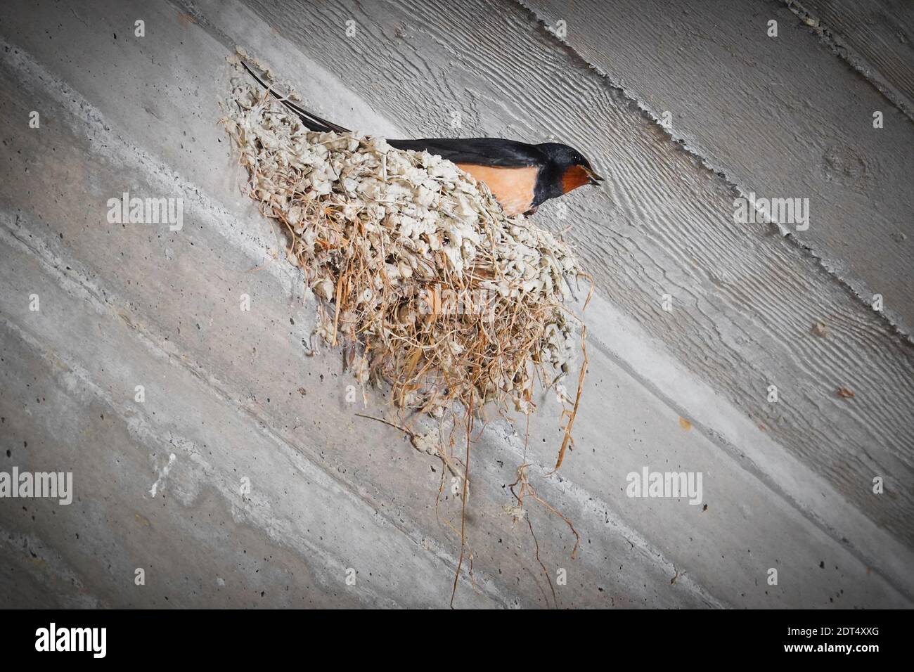 Low angle view of bird nest at the corner of wall and cieling Stock ...
