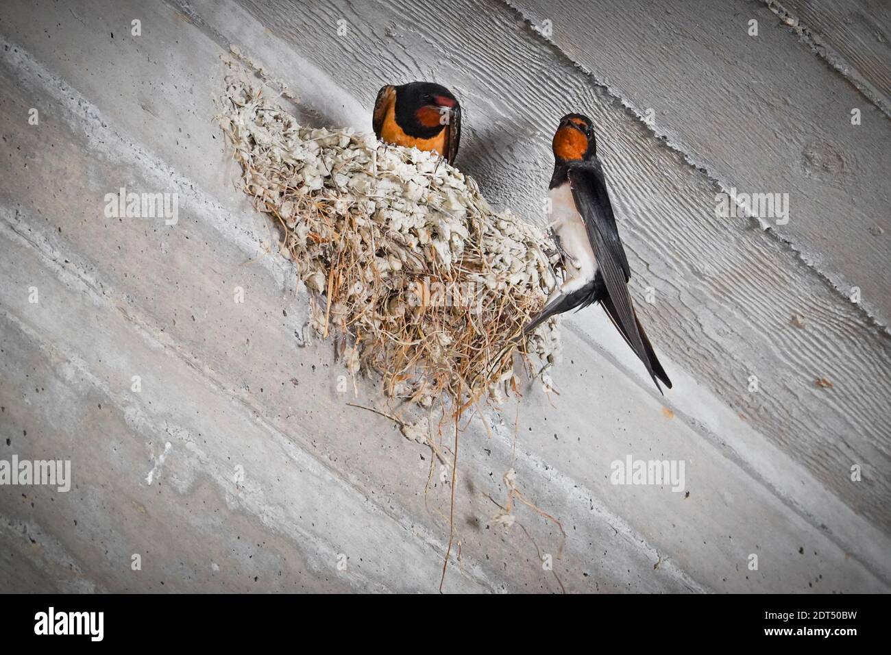 Low angle view of bird nest at the corner of wall and cieling Stock ...