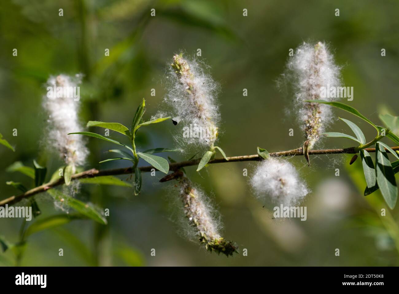 Legrad Croatia High Resolution Stock Photography and Images - Alamy