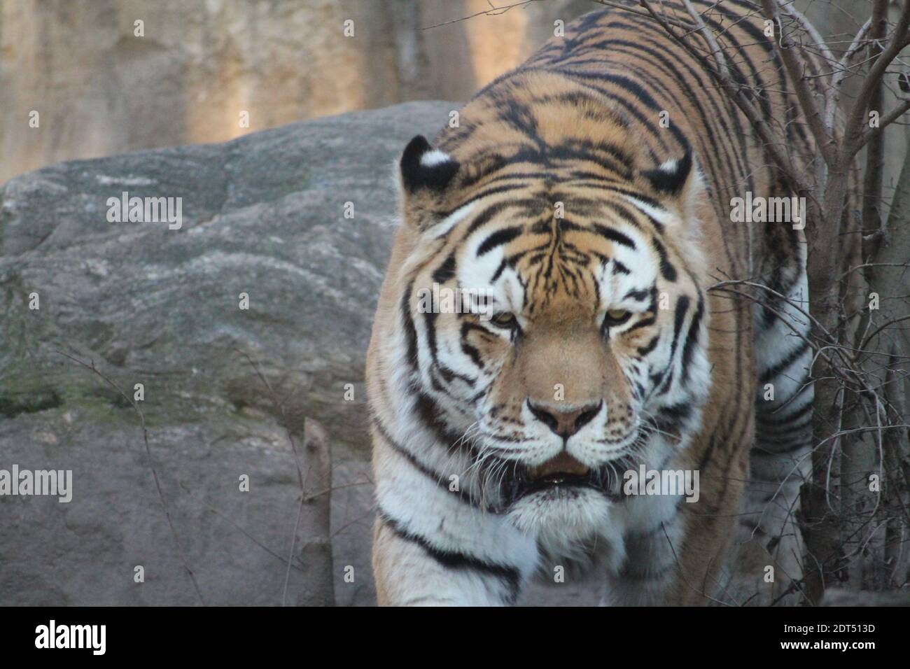 Proud tiger hi-res stock photography and images - Alamy
