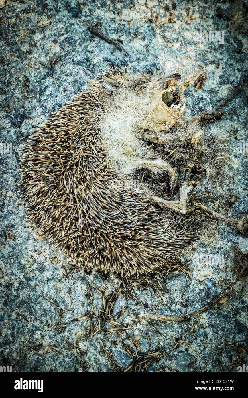 Dead animal spiked hi-res stock photography and images - Alamy