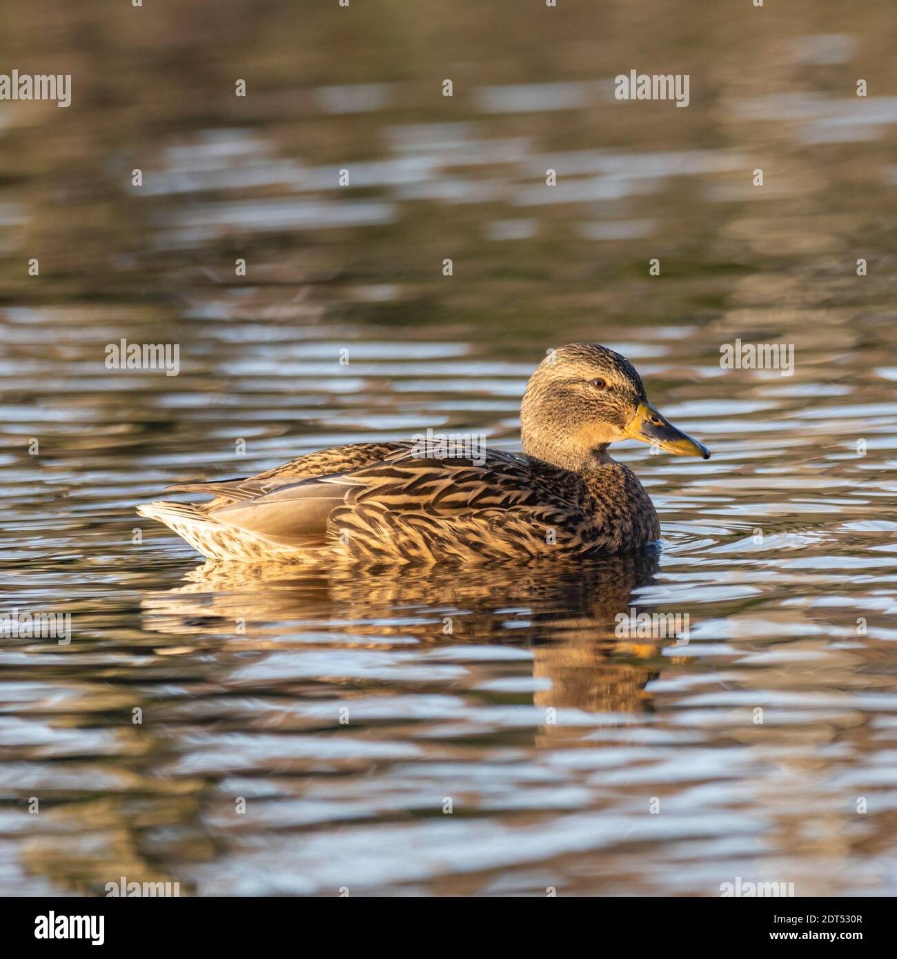 Mallard Duck Floating on a Pond Stock Photo - Alamy