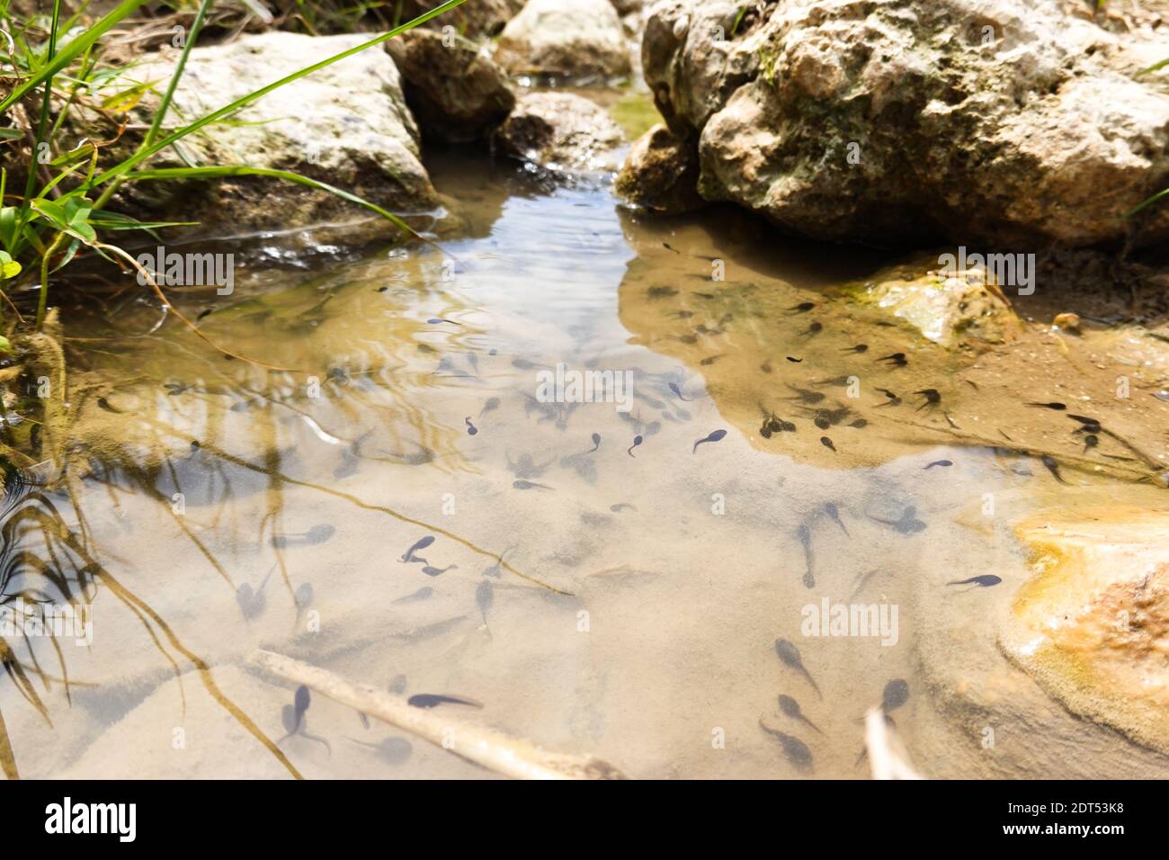 Tadpoles swimming underwater in pond Stock Photo - Alamy