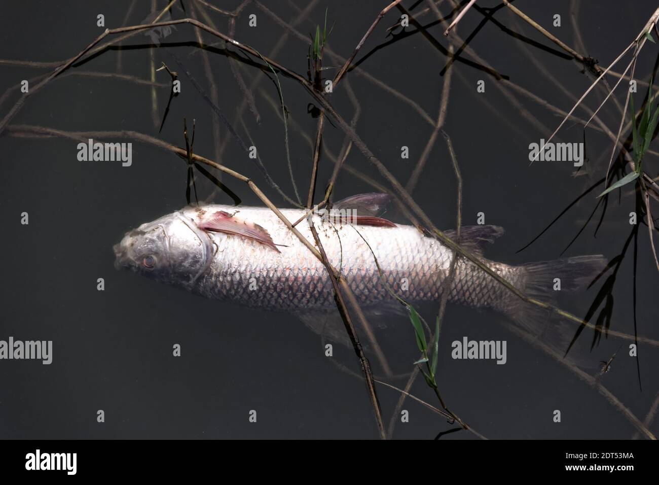 Dead Chinese carp (White amur, Ctenopharyngodon idella) in the pond ...