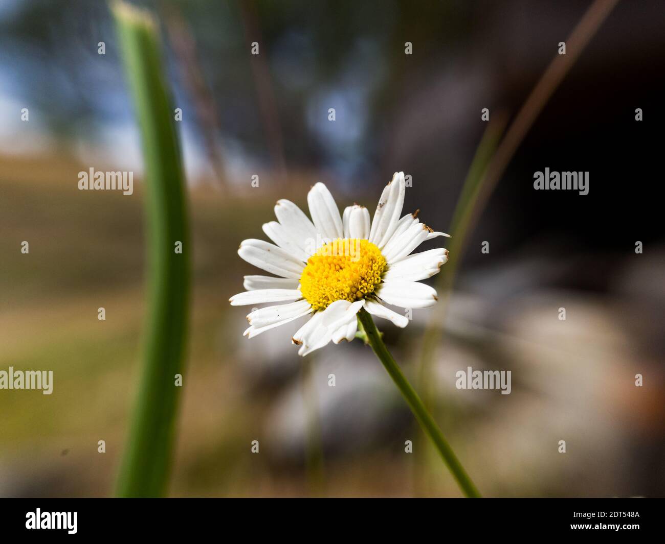 Daisy label hi-res stock photography and images - Alamy