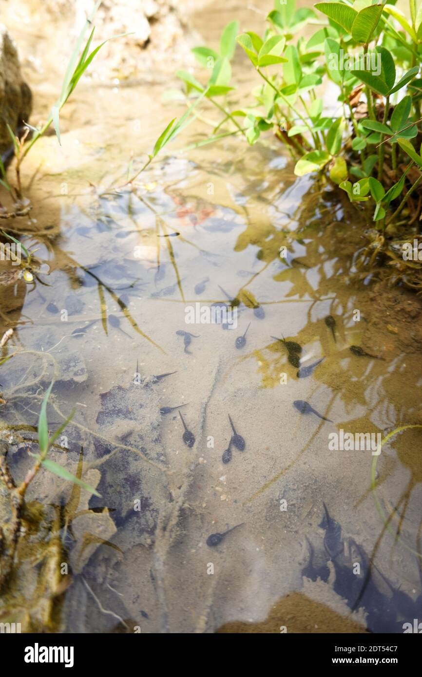 Tadpoles in pond hi-res stock photography and images - Alamy